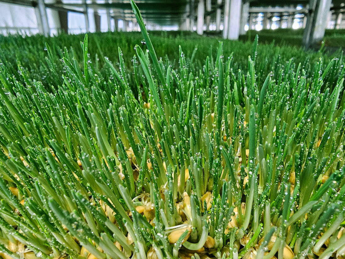 Medalist Feed | Sprout Pellets, Alfalfa Pellets & Meal for Horses